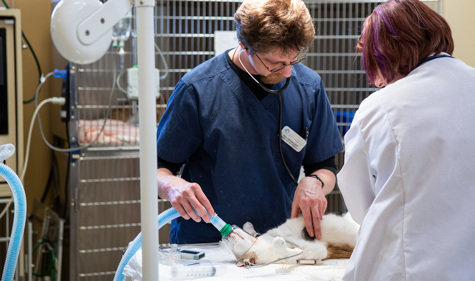 FIC Tips for Cats with Dr. Erin - IndeVets