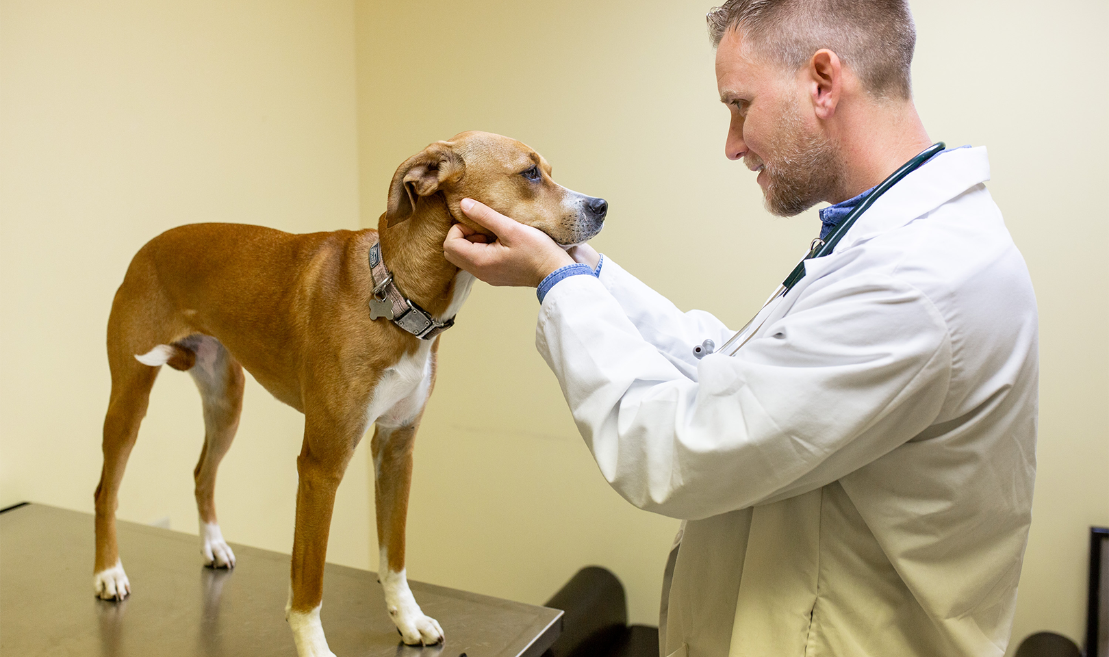 The top 5 questions about relief vets for animal hospitals