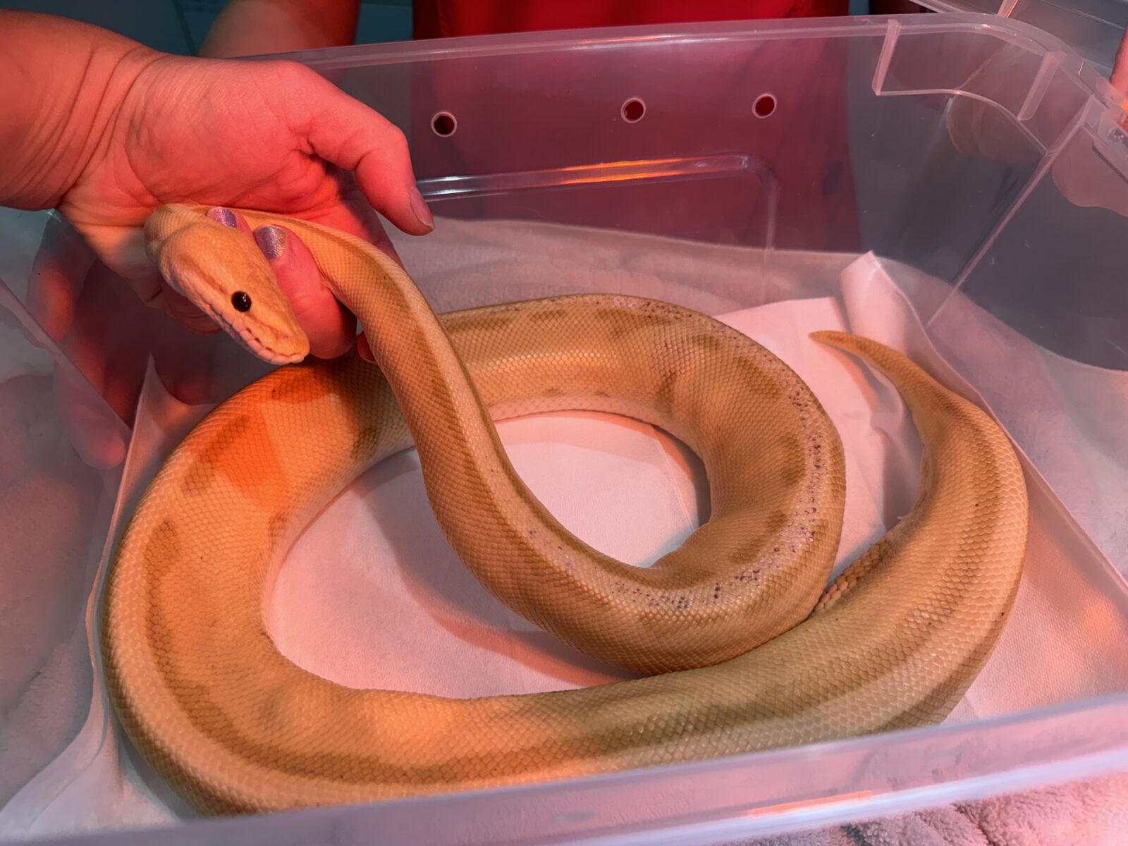 "Winnie" the Python's Surgical Success - IndeVets